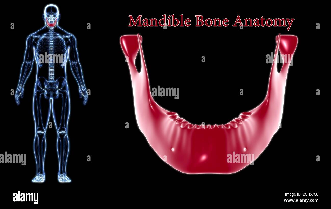 Human Skeleton Skull Mandible Bone Anatomy For Medical Concept 3D ...