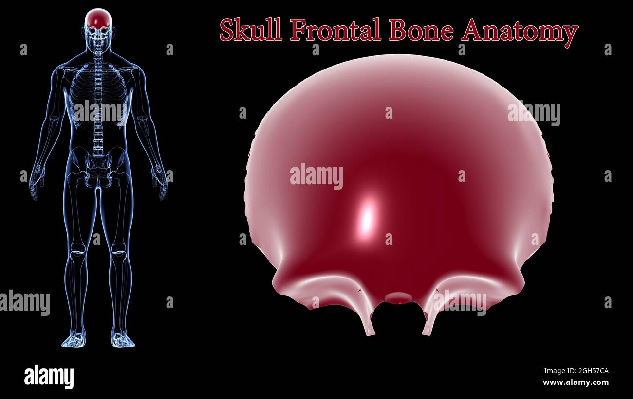 Human Skeleton Skull Frontal Bone Anatomy For Medical Concept 3D ...