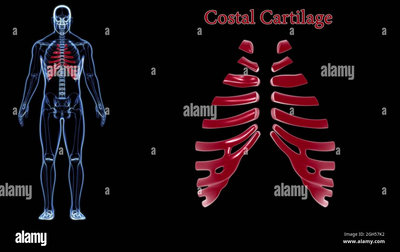 Human skeleton anatomy Costal Cartilage 3D Rendering For Medical ...