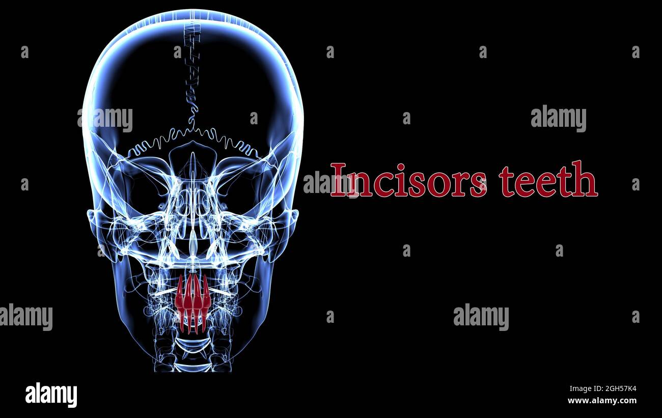 Human Teeth Incisors Anatomy 3D Illustration For Medical Concept Stock ...
