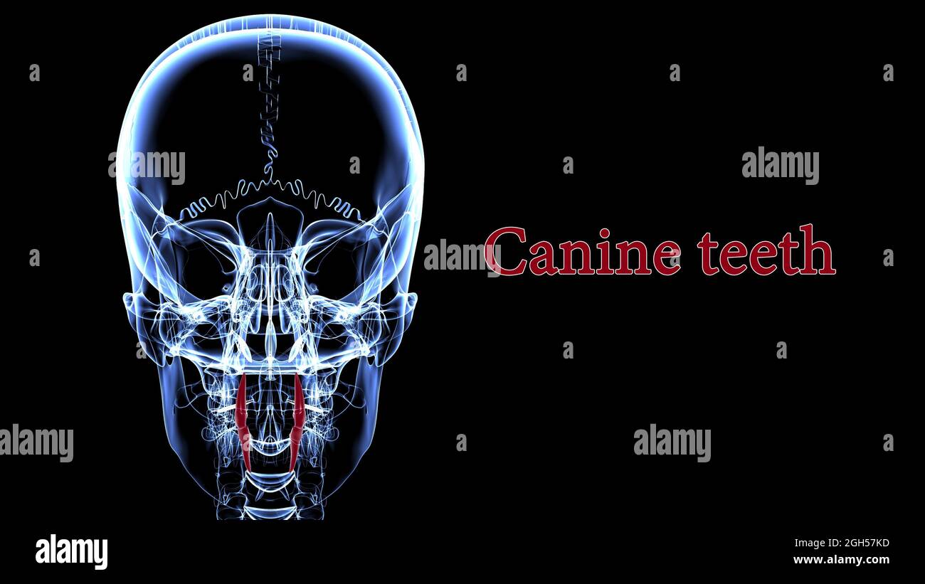 Human Canine Tooth High Resolution Stock Photography and Images - Alamy