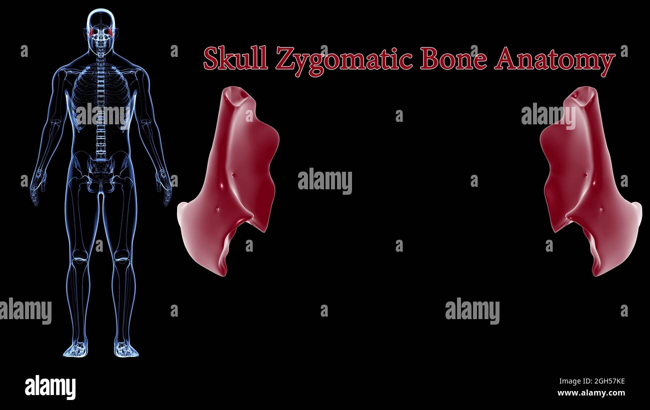 Human Skeleton Skull Zygomatic Bone Anatomy For Medical Concept 3D ...