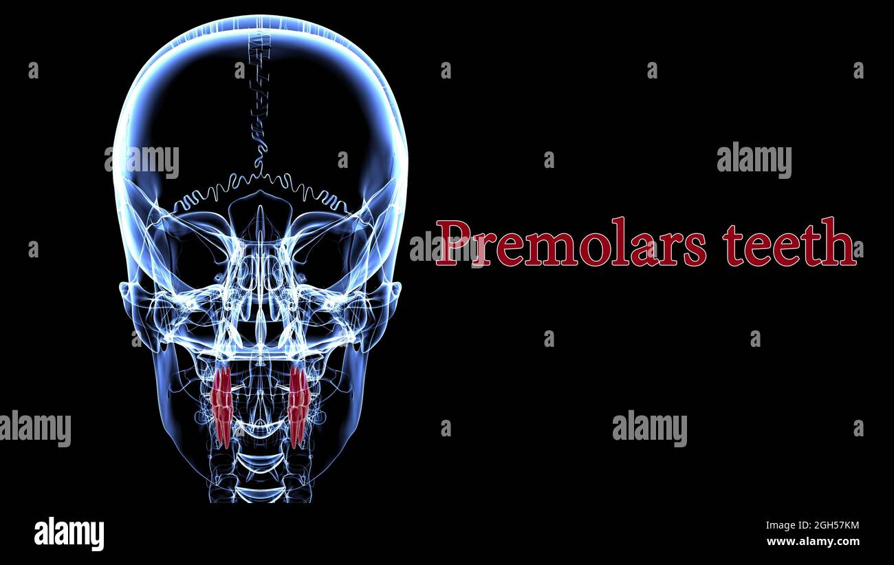 Human Teeth Premolars Anatomy 3D Illustration For Medical Concept Stock ...