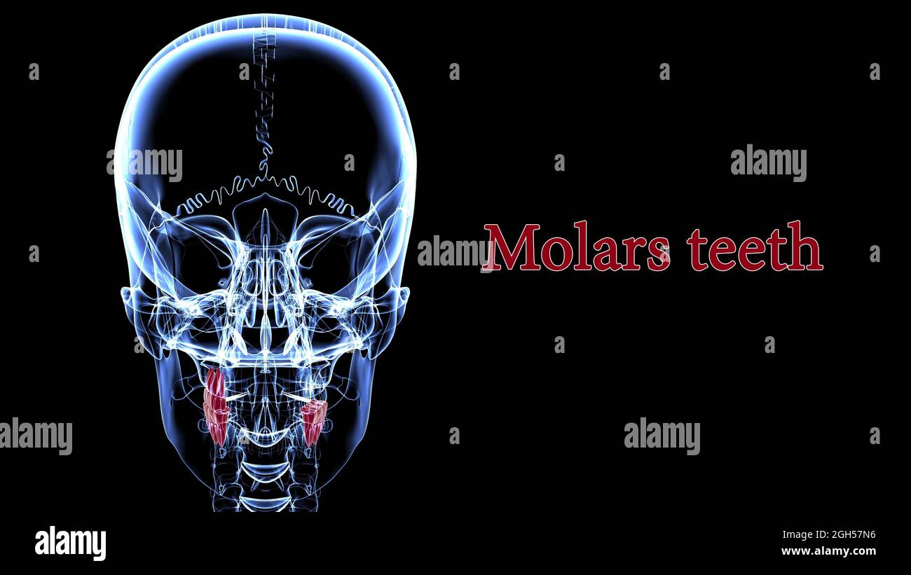 Human Teeth Molars Anatomy 3D Illustration For Medical Concept Stock ...