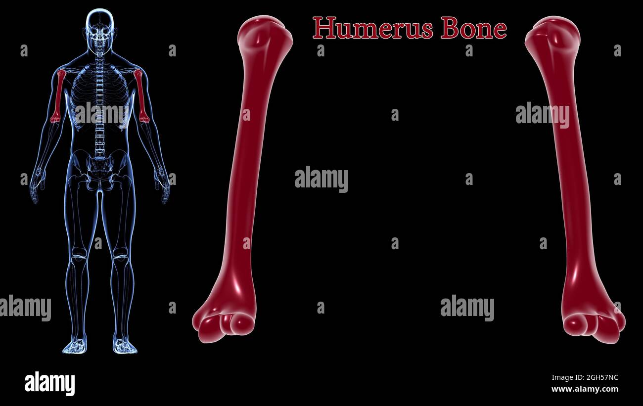 Human skeleton anatomy Humerus Bone 3D Rendering For Medical Concept ...