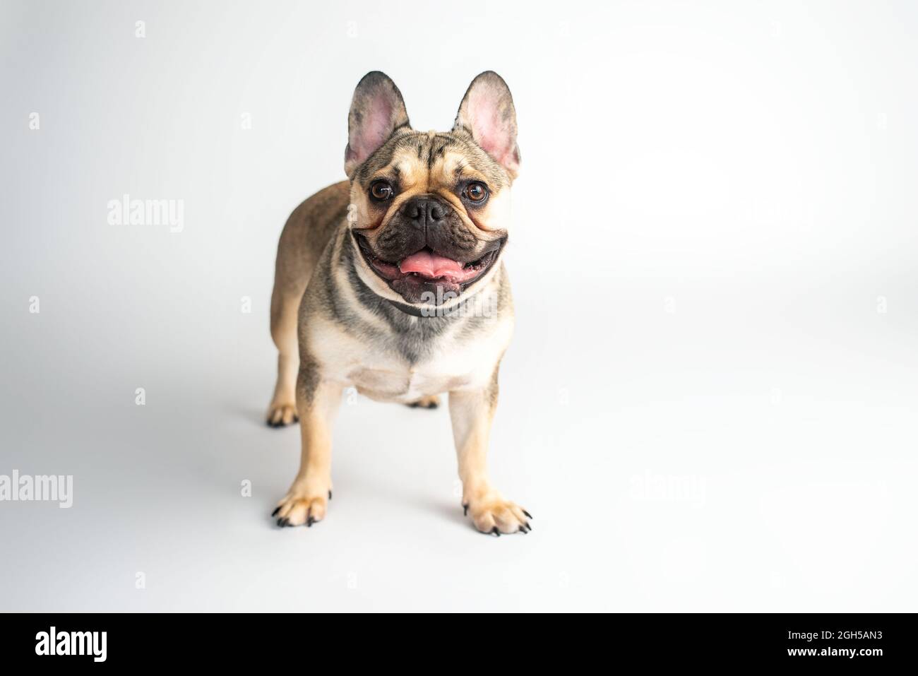 French bulldog fawn color on a white background Stock Photo - Alamy