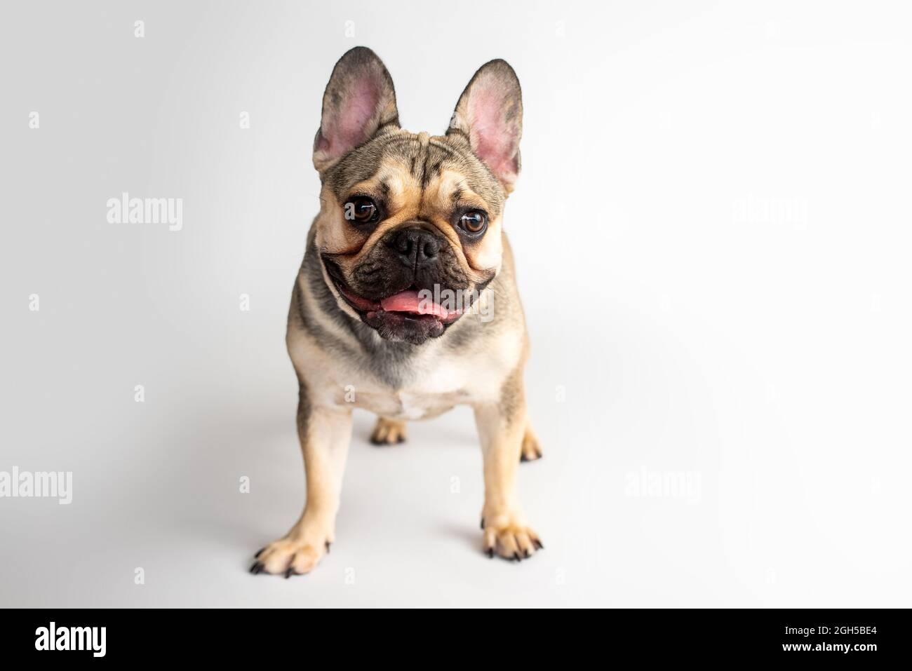 French bulldog fawn color on a white background Stock Photo - Alamy