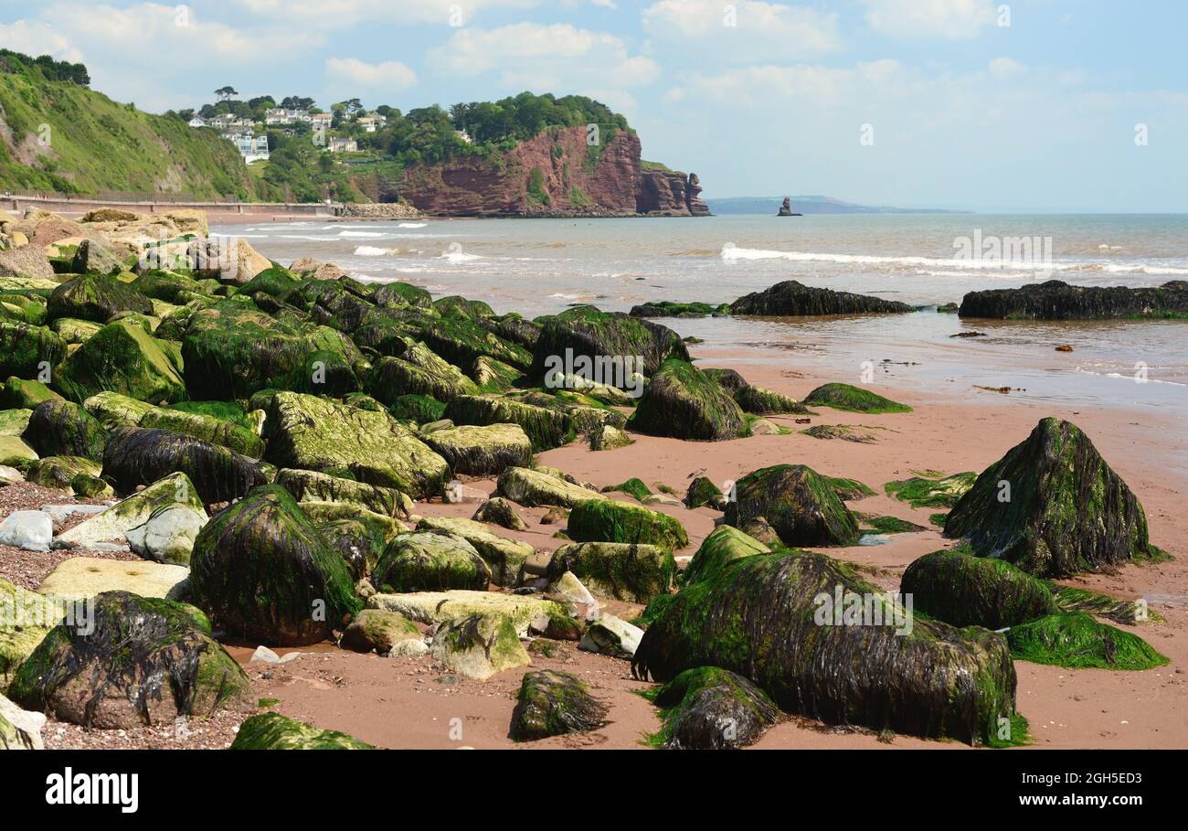 Seaweed head hi-res stock photography and images - Alamy