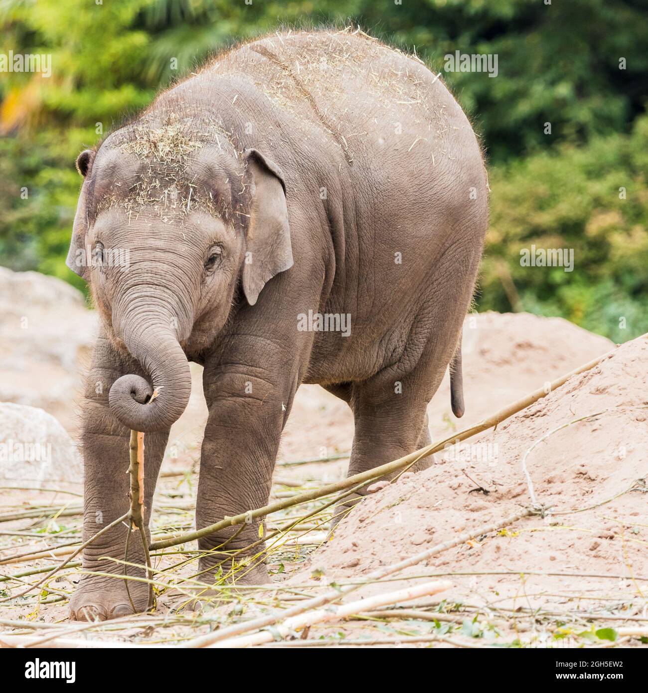 Asian elephant chester zoo cheshire hi-res stock photography and images ...