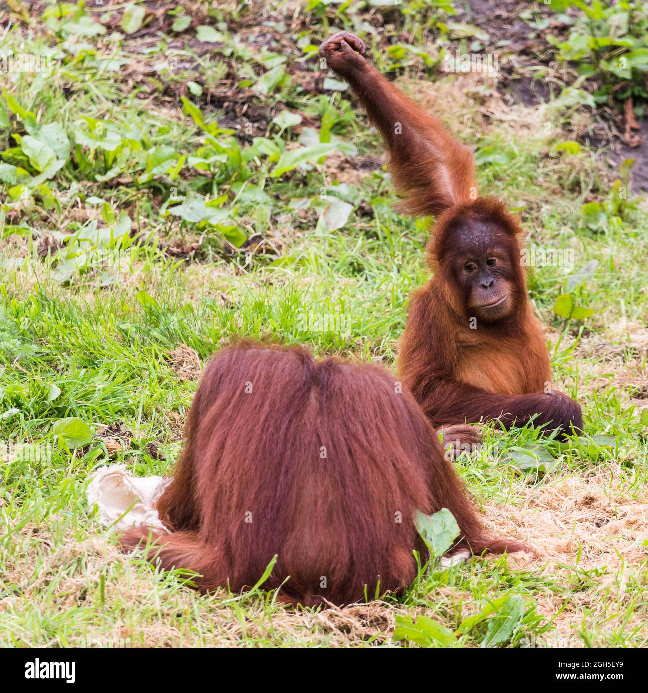 Baby orangutan playing zoo hi-res stock photography and images - Alamy