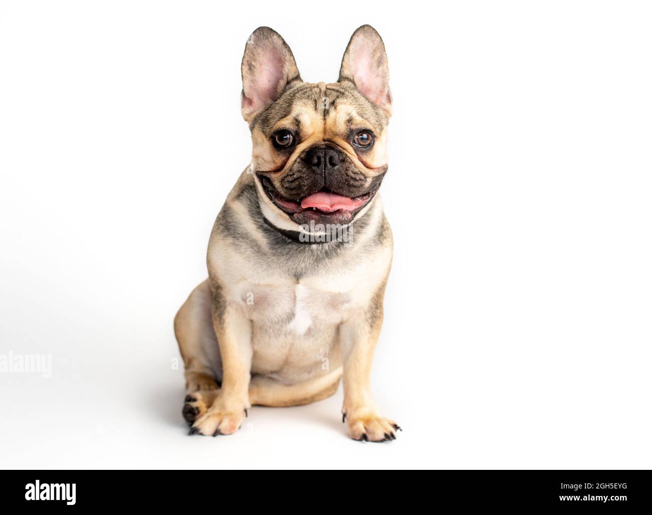 French bulldog fawn color on a white background Stock Photo - Alamy