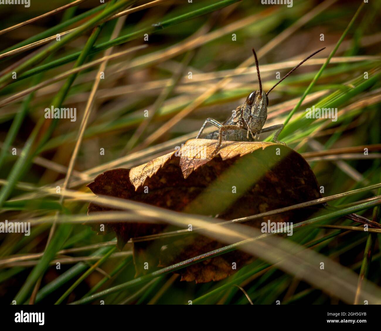 Grasshopper bug looking at the camera, close-up photo of grasshopper ...