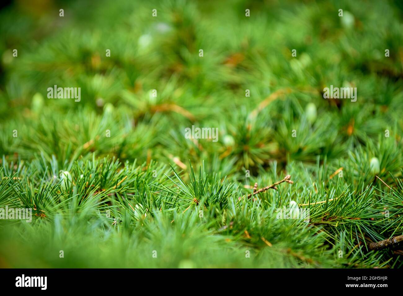 Christmas tree pine needles background of real tree in close up Stock ...