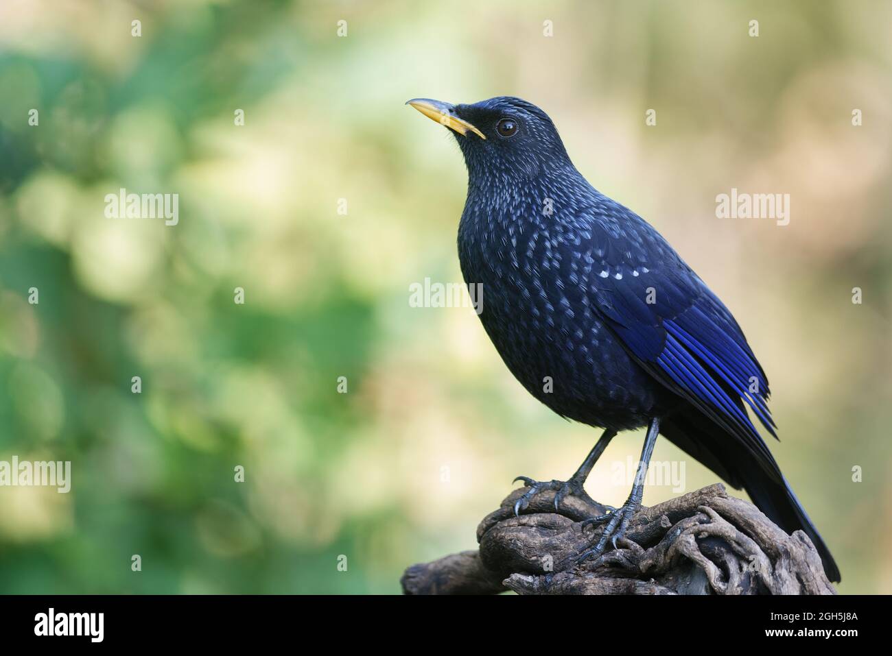 Blue whistling thrush Stock Photo - Alamy