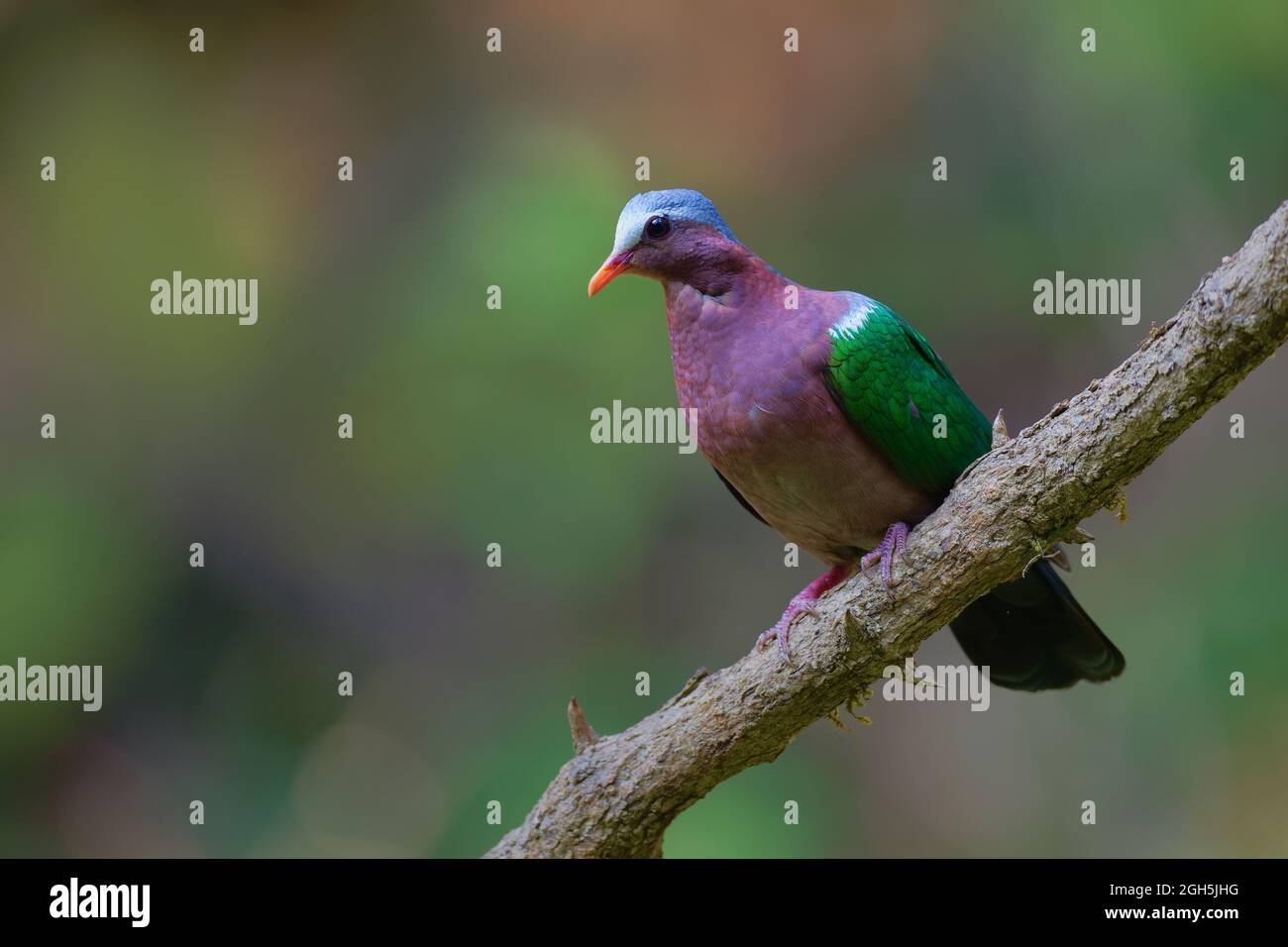 Common emerald dove Stock Photo - Alamy