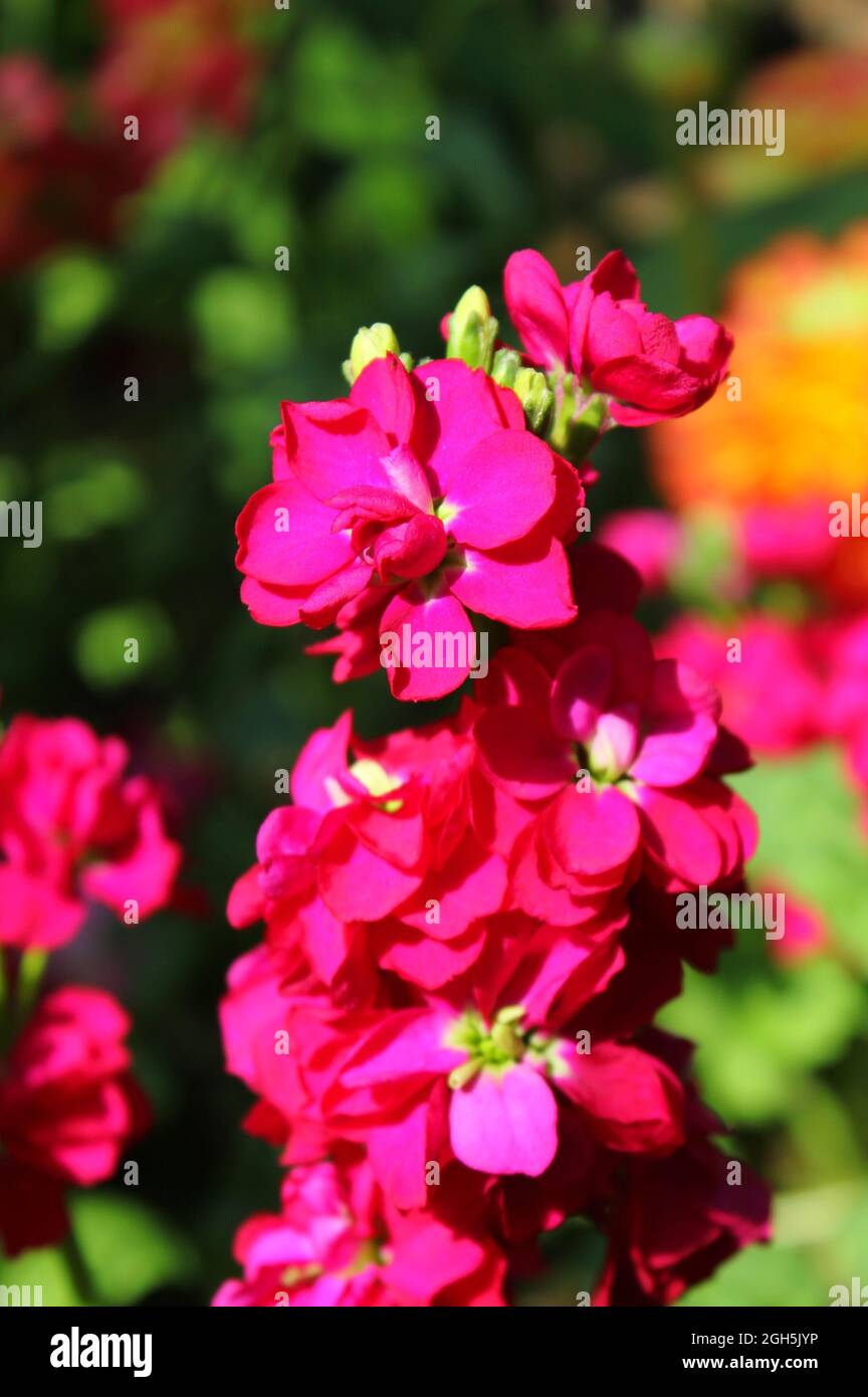 Colorful pink flowers growing in the bright summer sun Stock Photo - Alamy