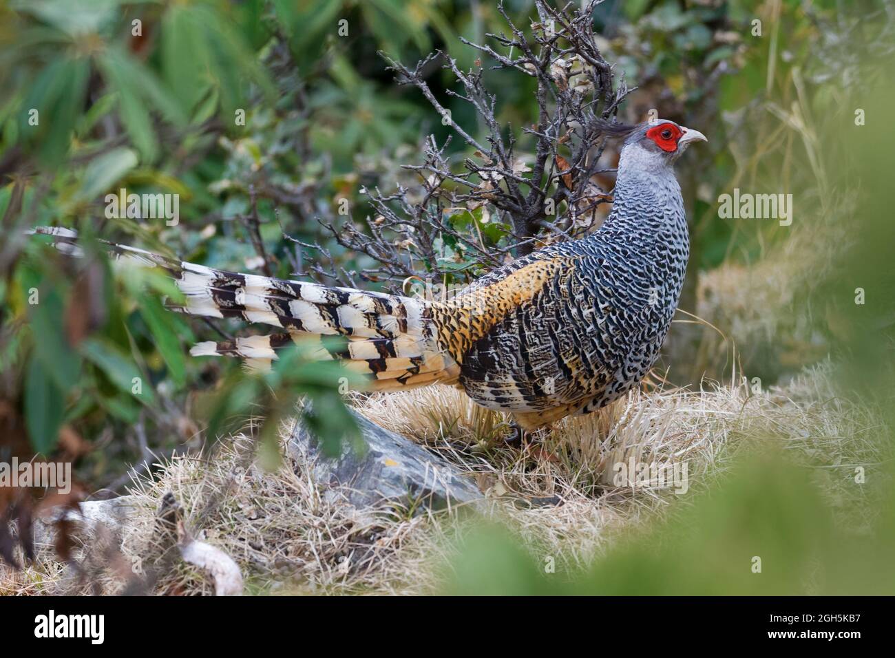 Cheer pheasant hi-res stock photography and images - Alamy