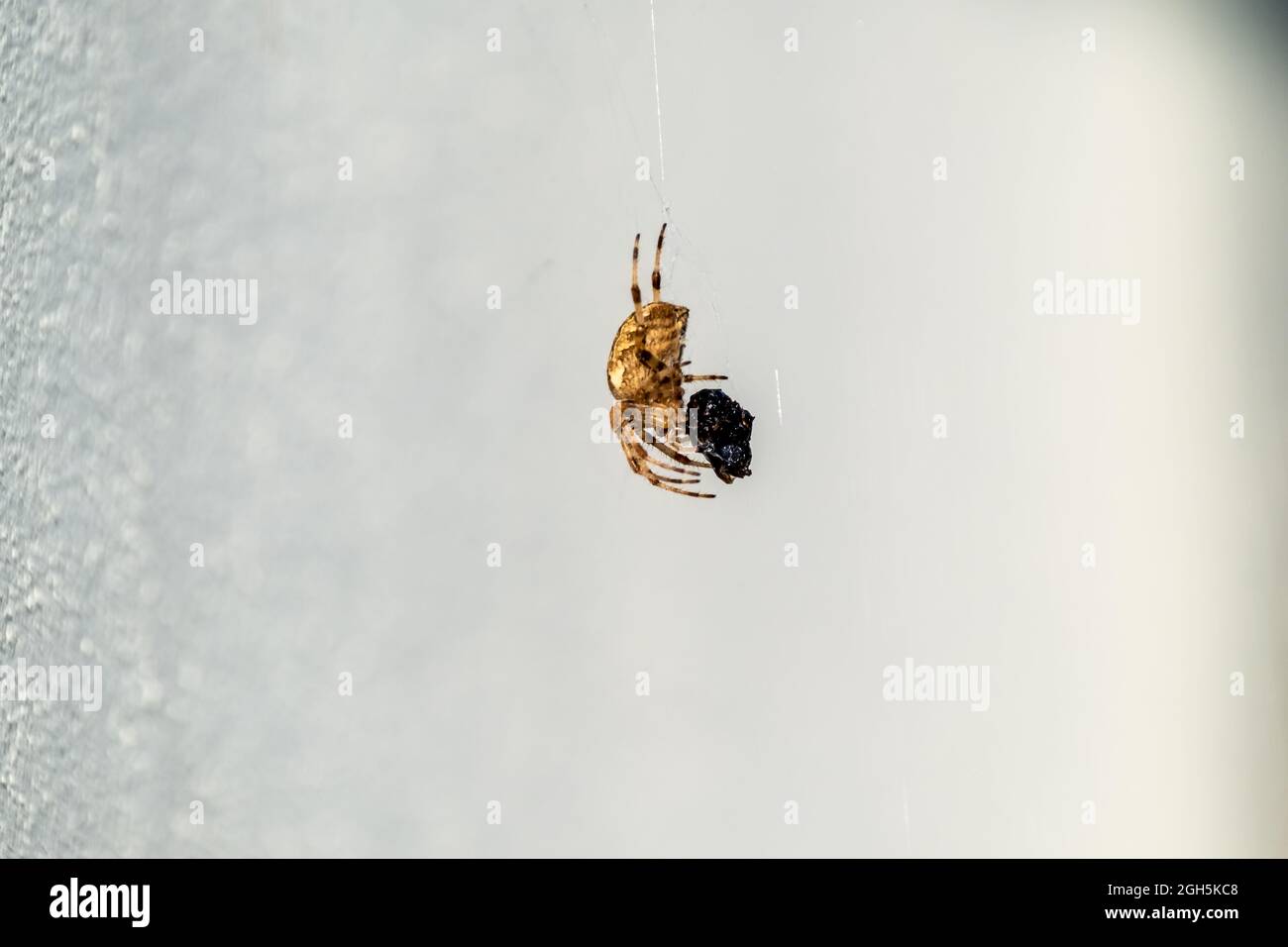 Cross Orb weaver spider eating prey in Ireland - View from the ...