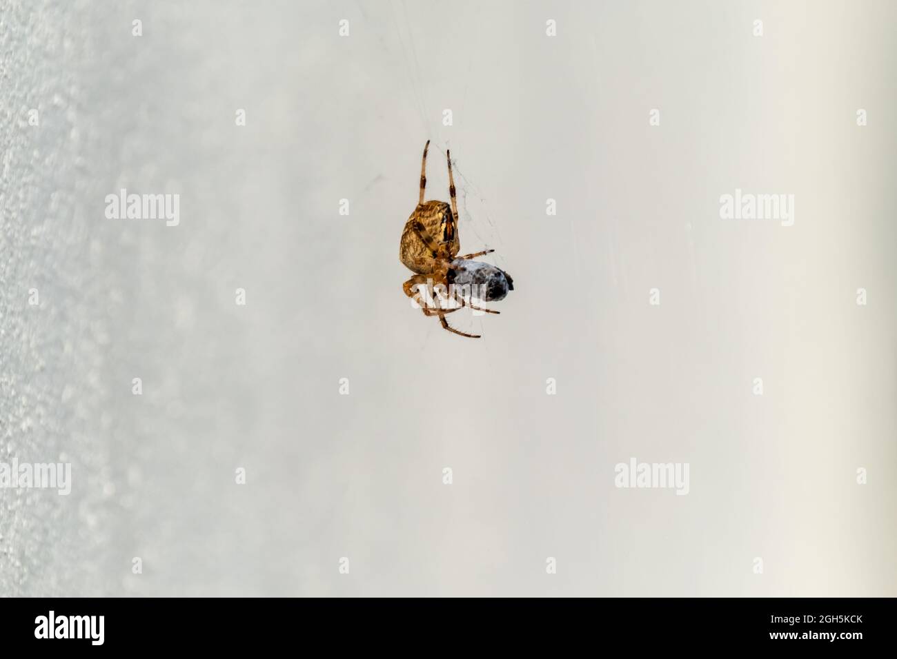 Cross Orb weaver spider eating prey in Ireland - View from the ...