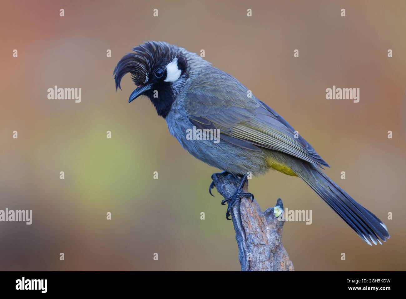 Bulbul wallpaper hi-res stock photography and images - Alamy