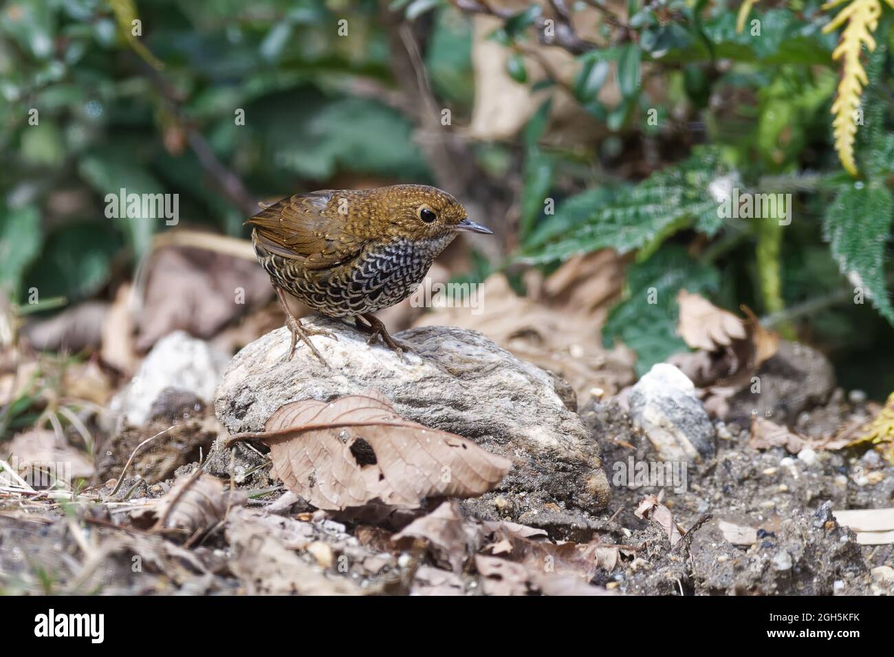 Scaly breasted wren babbler Stock Photo - Alamy