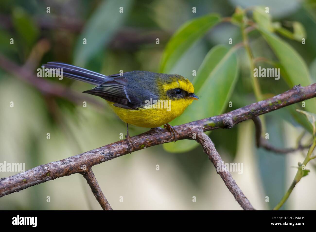 Yellow bellied fantail hi-res stock photography and images - Alamy