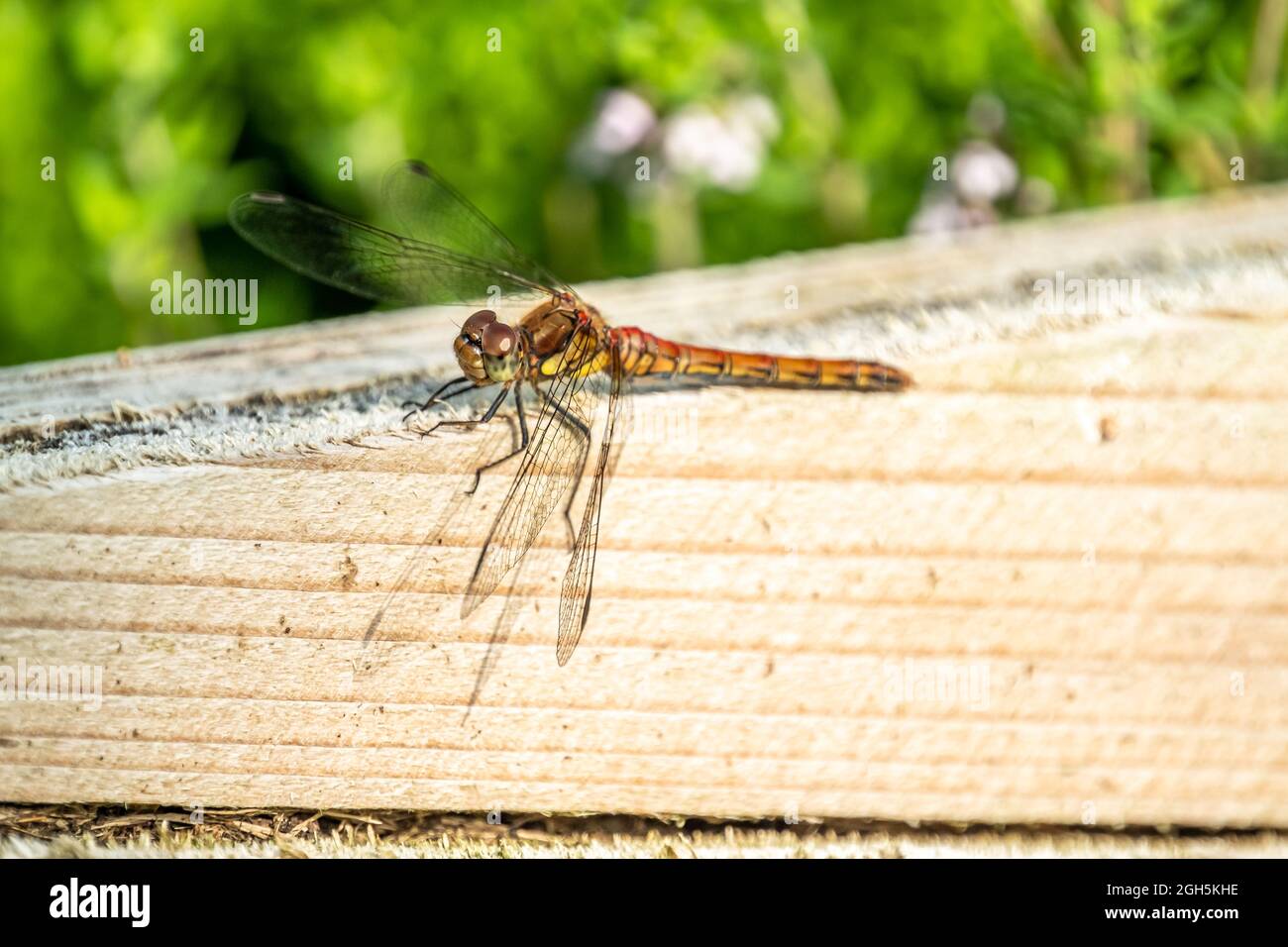 Close up of Common Darter dragonfly - sympetrum striolatum - in County ...