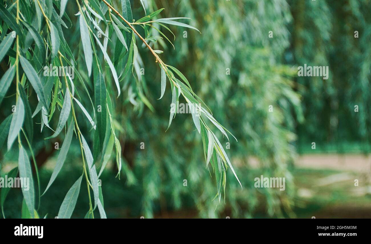 Willow tree, green willow branches with leaves background Stock Photo ...