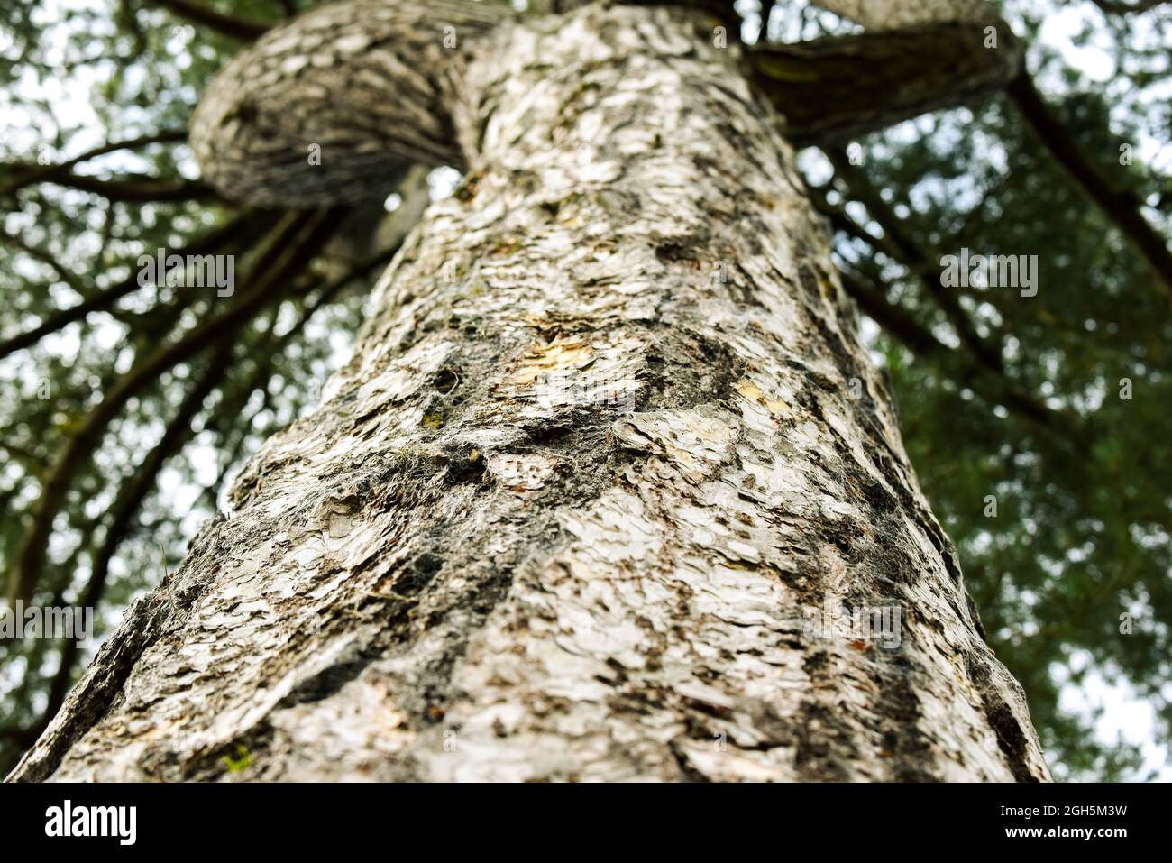 Looking up from the base of a tree through branches to sky above Stock ...