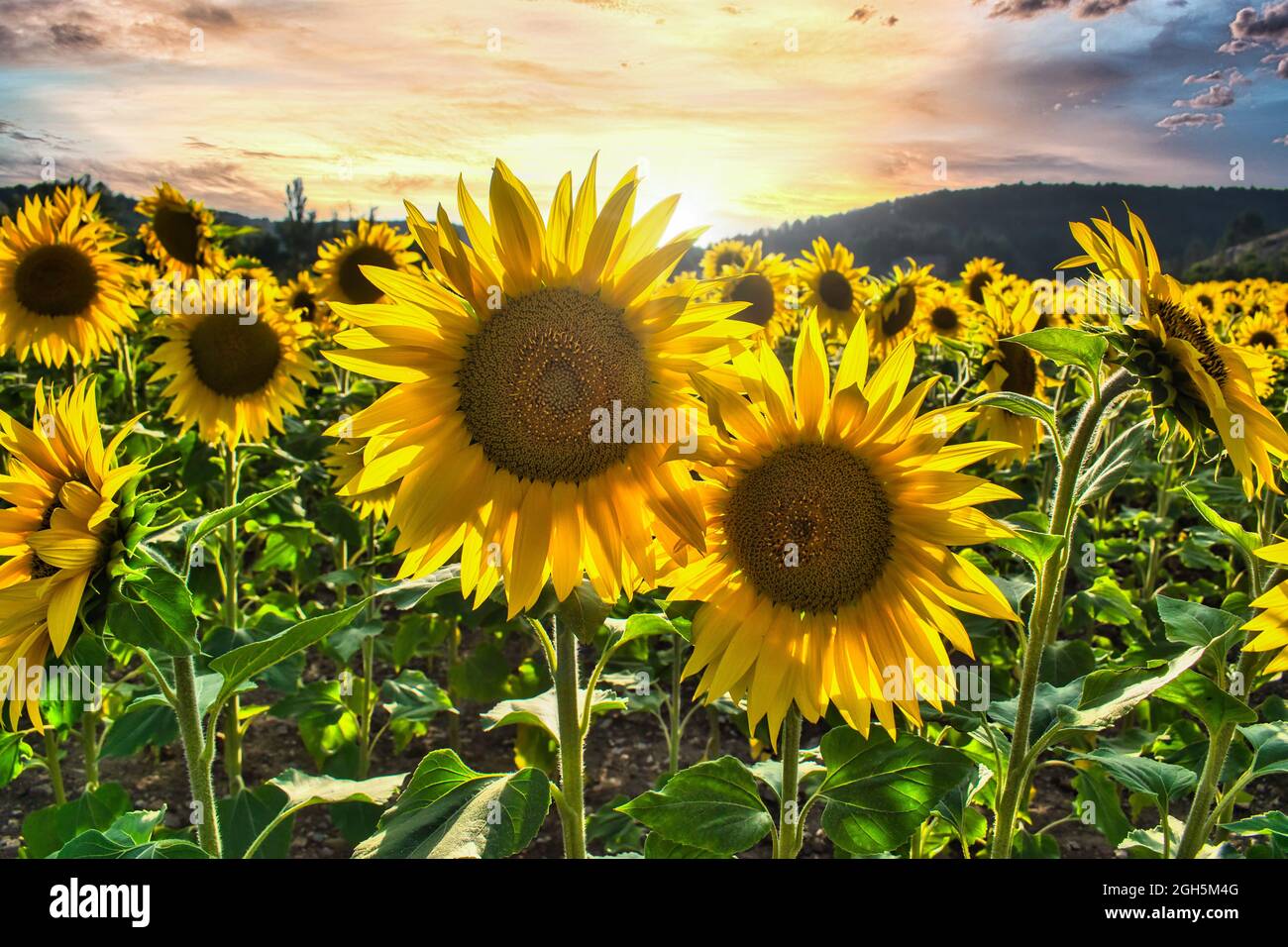 A closeup shot of sunflowers growing in a field during sunset Stock ...