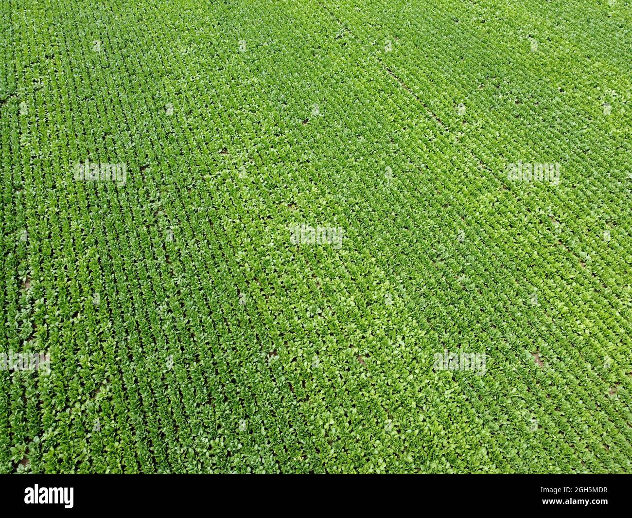 An aerial view of the green cultivated agricultural field - for ...