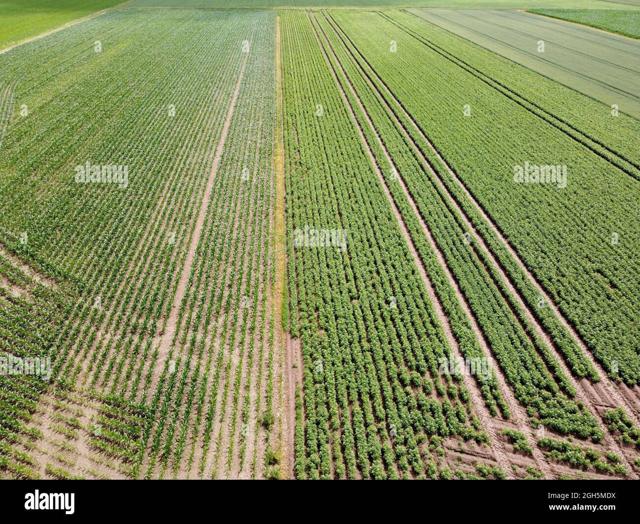 An aerial view of the green cultivated agricultural field - for ...
