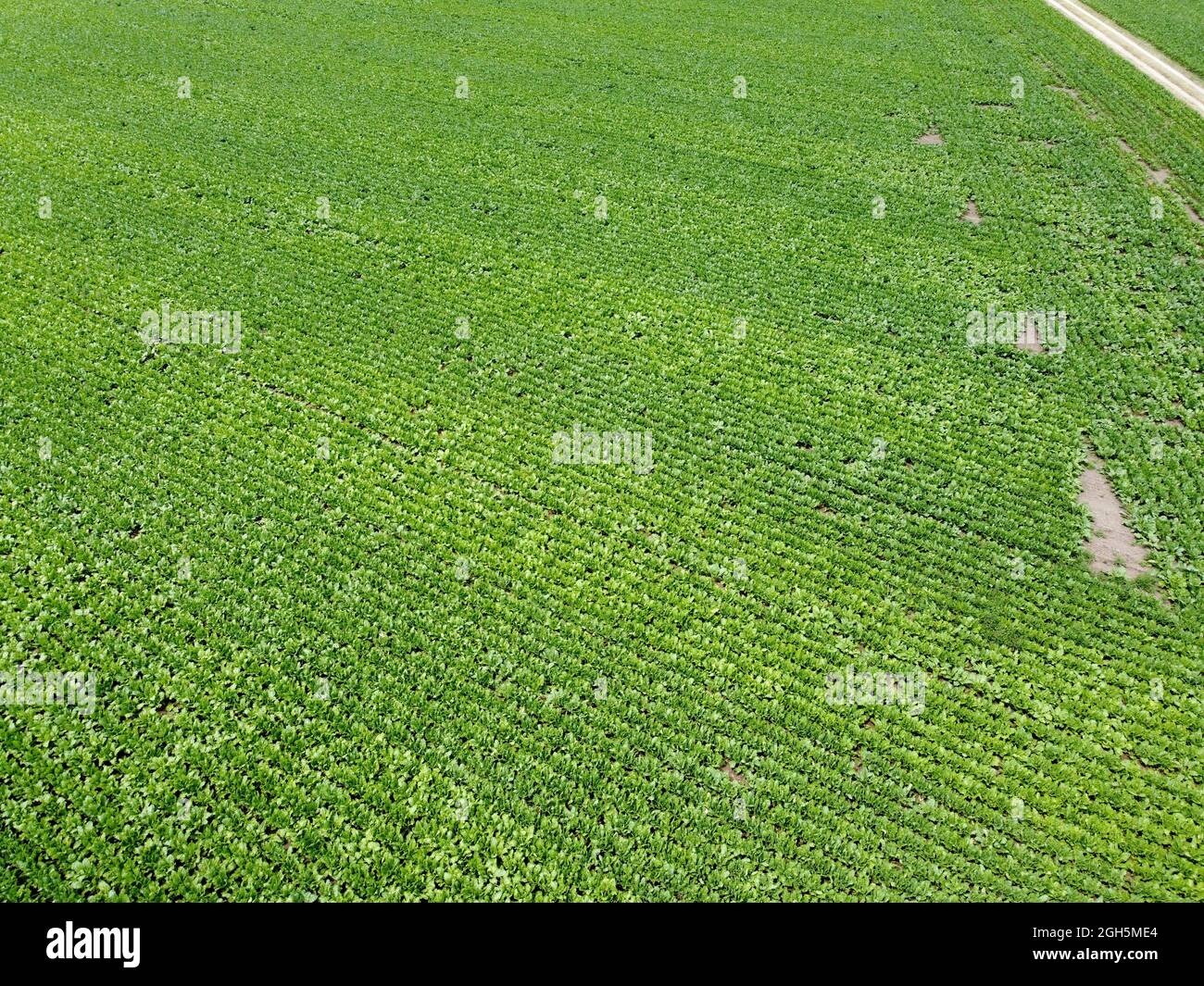 An aerial view of the green cultivated agricultural field - for ...