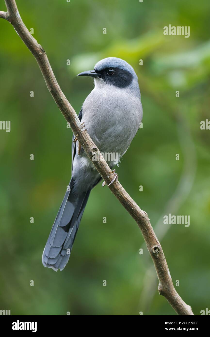 Beautiful sibia hi-res stock photography and images - Alamy