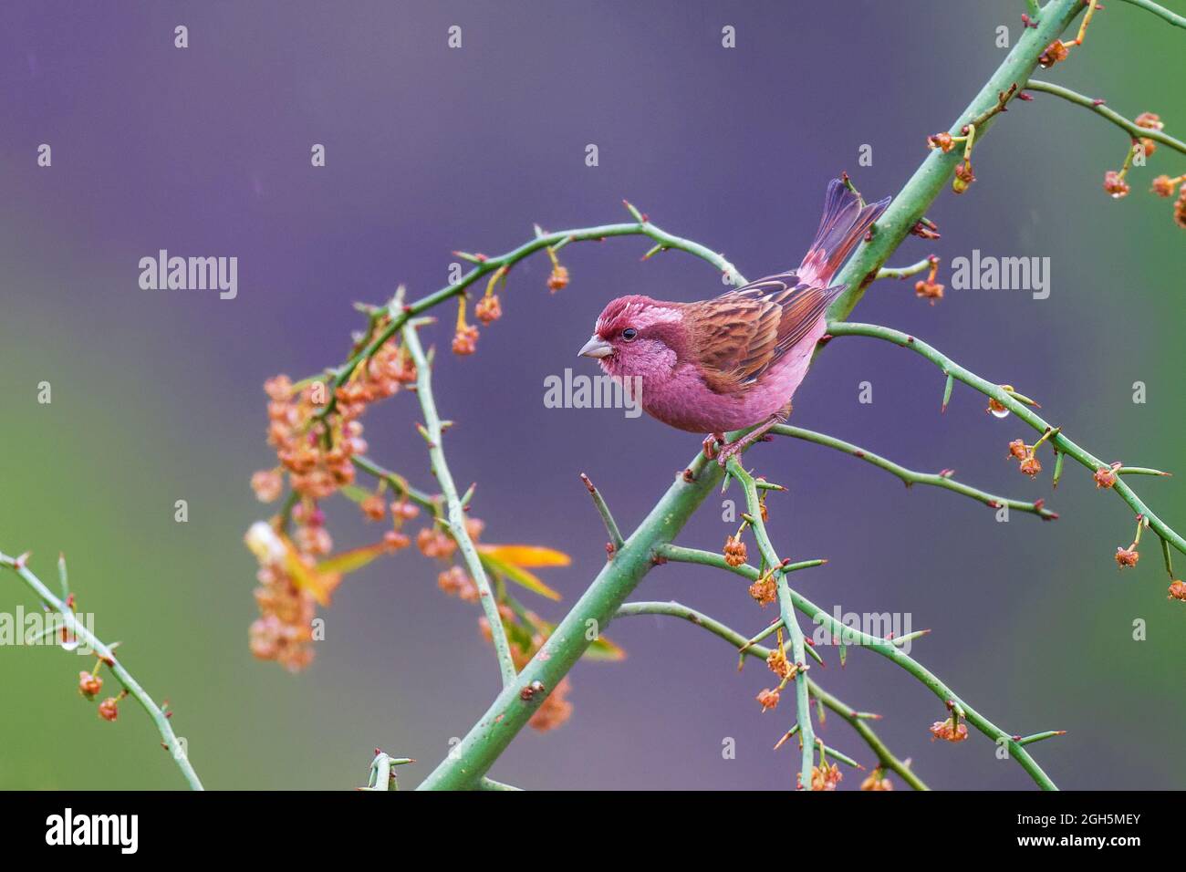 Pink browed Rosefinch Stock Photo - Alamy