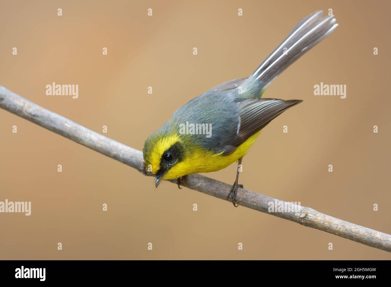 Yellow bellied fantail hi-res stock photography and images - Alamy