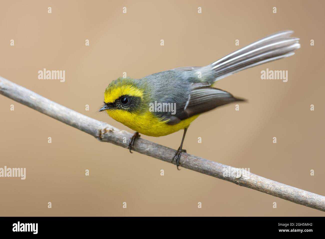 Yellow bellied fantail Stock Photo - Alamy