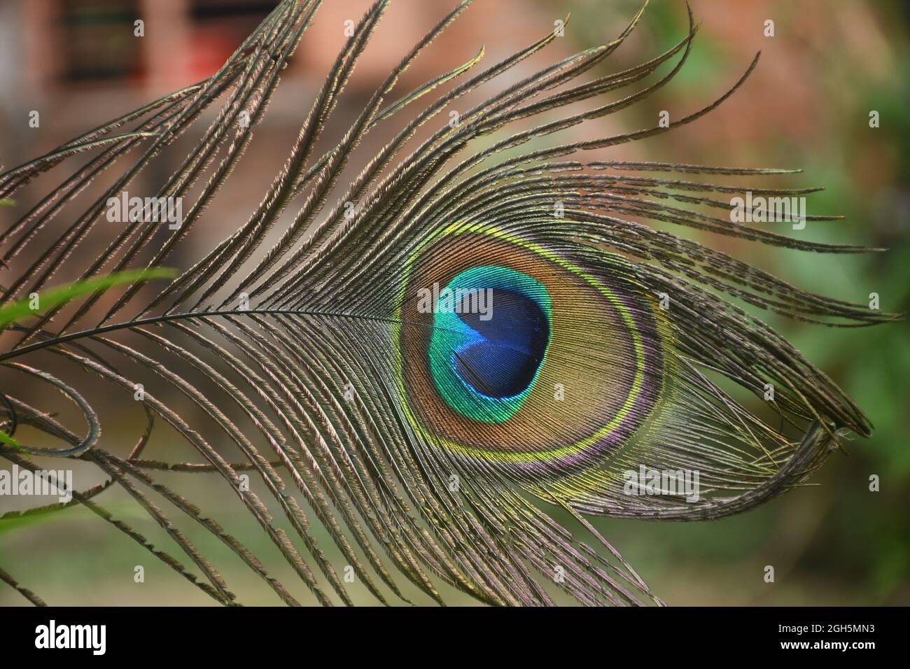 Colorful peacock feather Stock Photo - Alamy