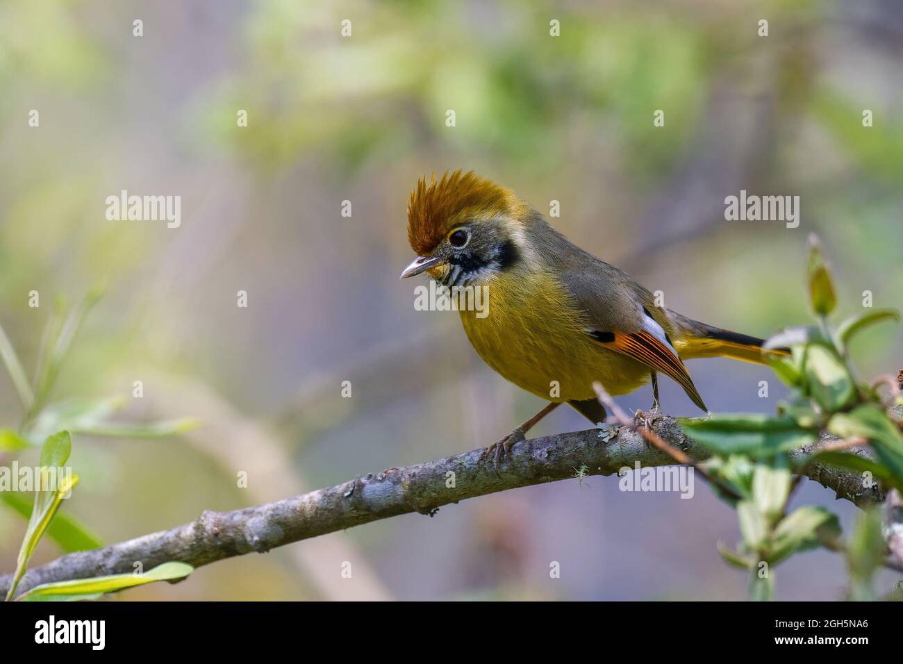 Red tailed minla hi-res stock photography and images - Alamy