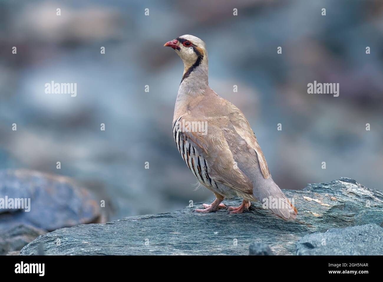 Red partridge painting hi-res stock photography and images - Alamy
