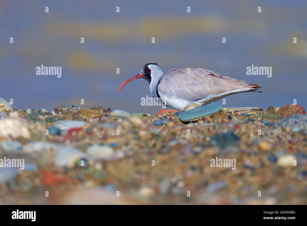 Ibisbill india hi-res stock photography and images - Alamy