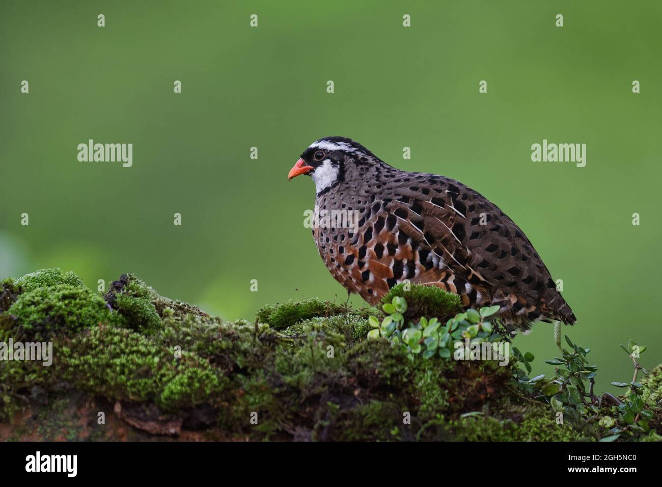 Painted bush quail Stock Photo - Alamy