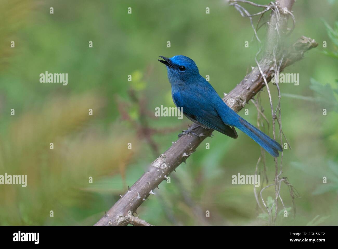 Pale blue flycatcher hi-res stock photography and images - Alamy