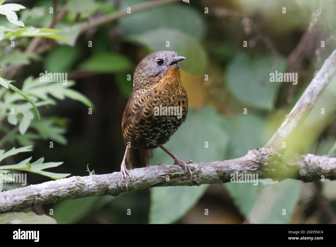 Rufous throated wren babbler Stock Photo - Alamy
