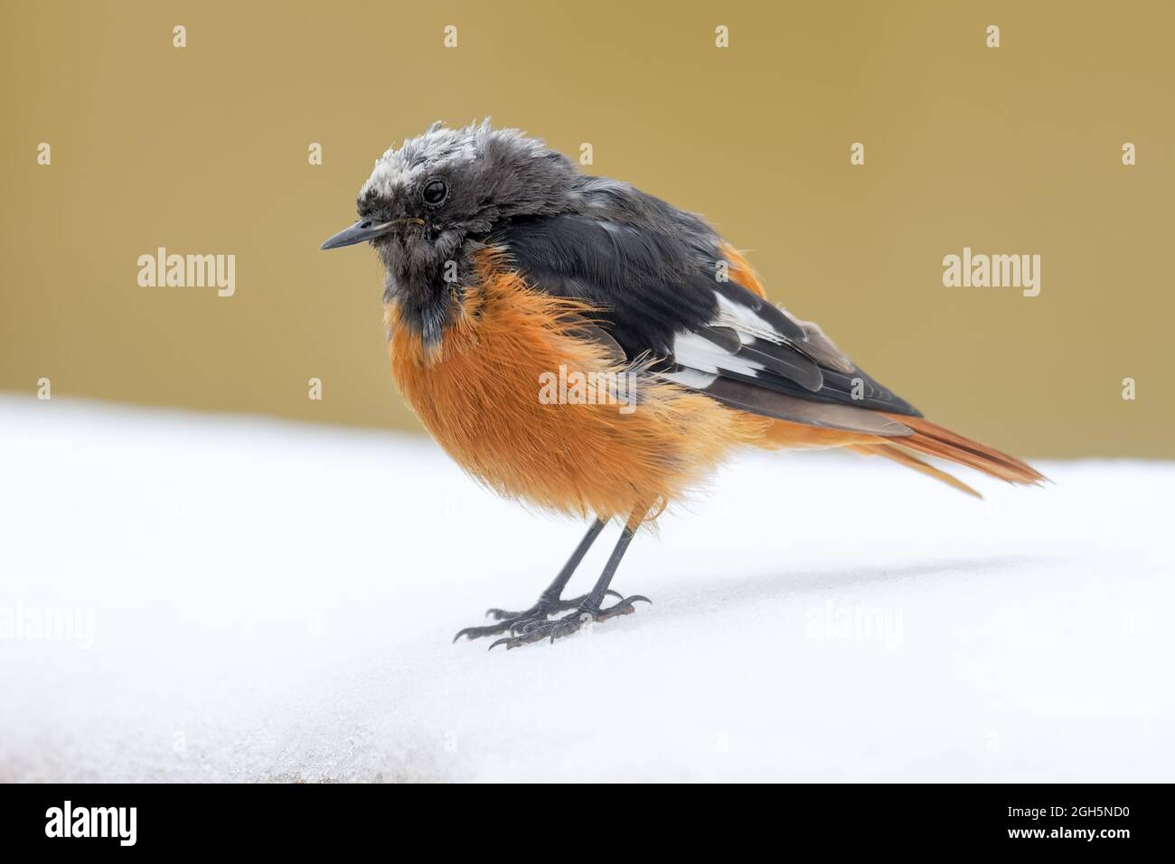 White winged redstart Stock Photo - Alamy