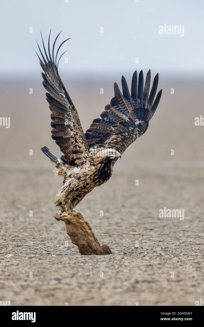Eastern Imperial Eagle wild Stock Photo - Alamy