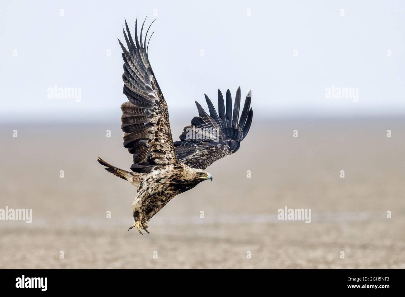 Eastern Imperial Eagle wild Stock Photo - Alamy