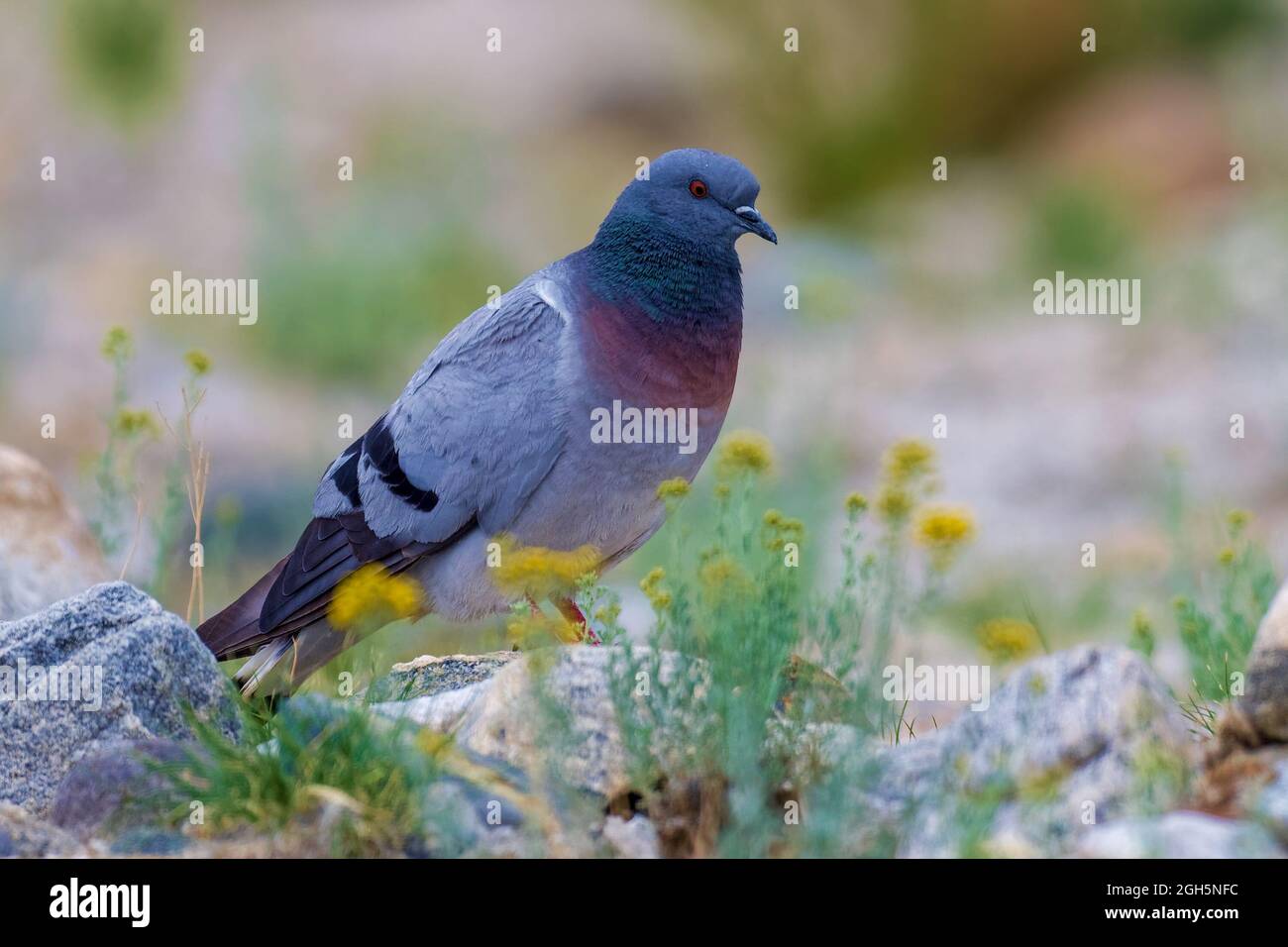 Hill pigeon hi-res stock photography and images - Alamy