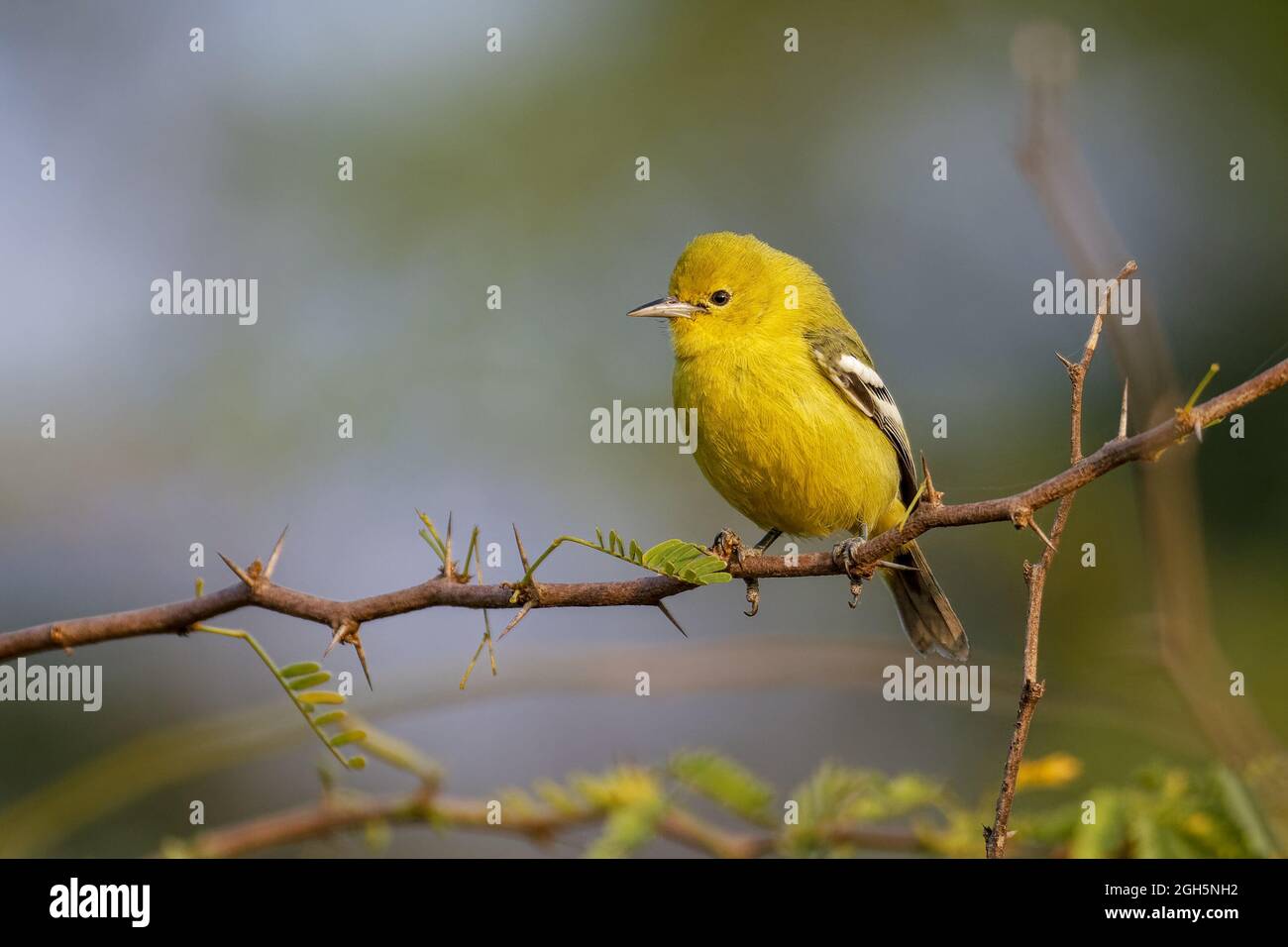 Iora india hi-res stock photography and images - Alamy