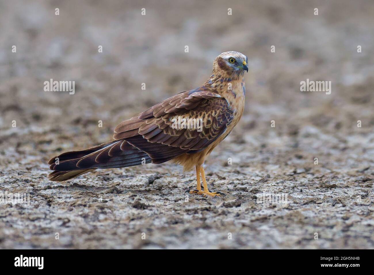Pallid harrier hi-res stock photography and images - Alamy
